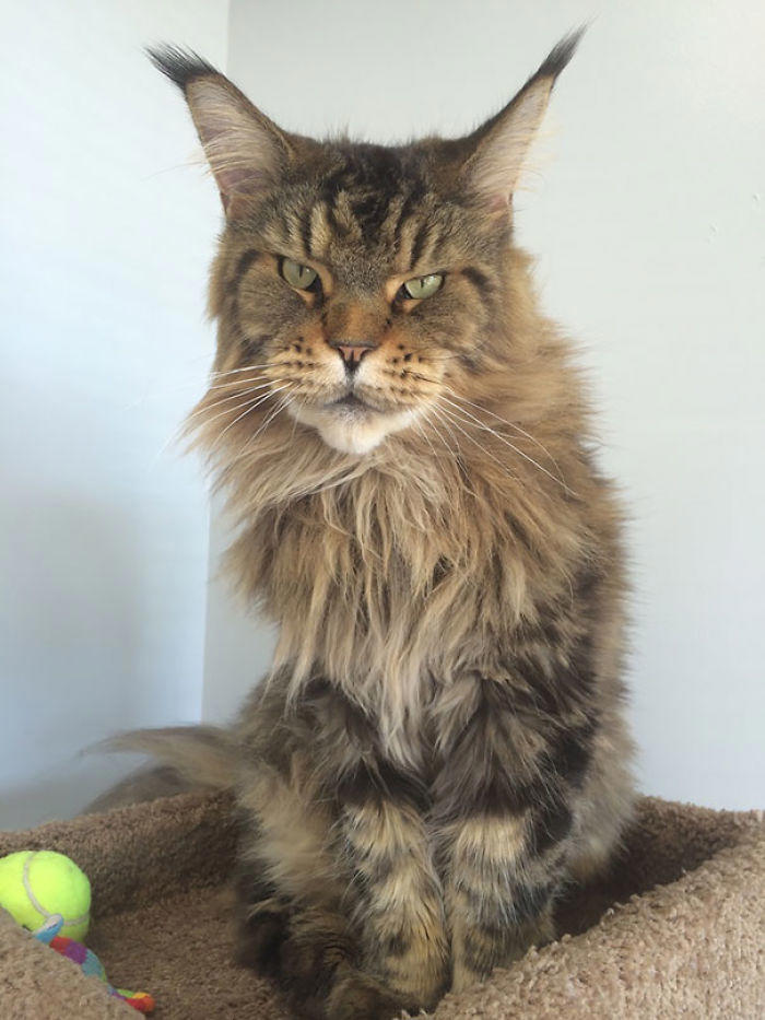 51 massive Maine Coon cats known for being huge softies