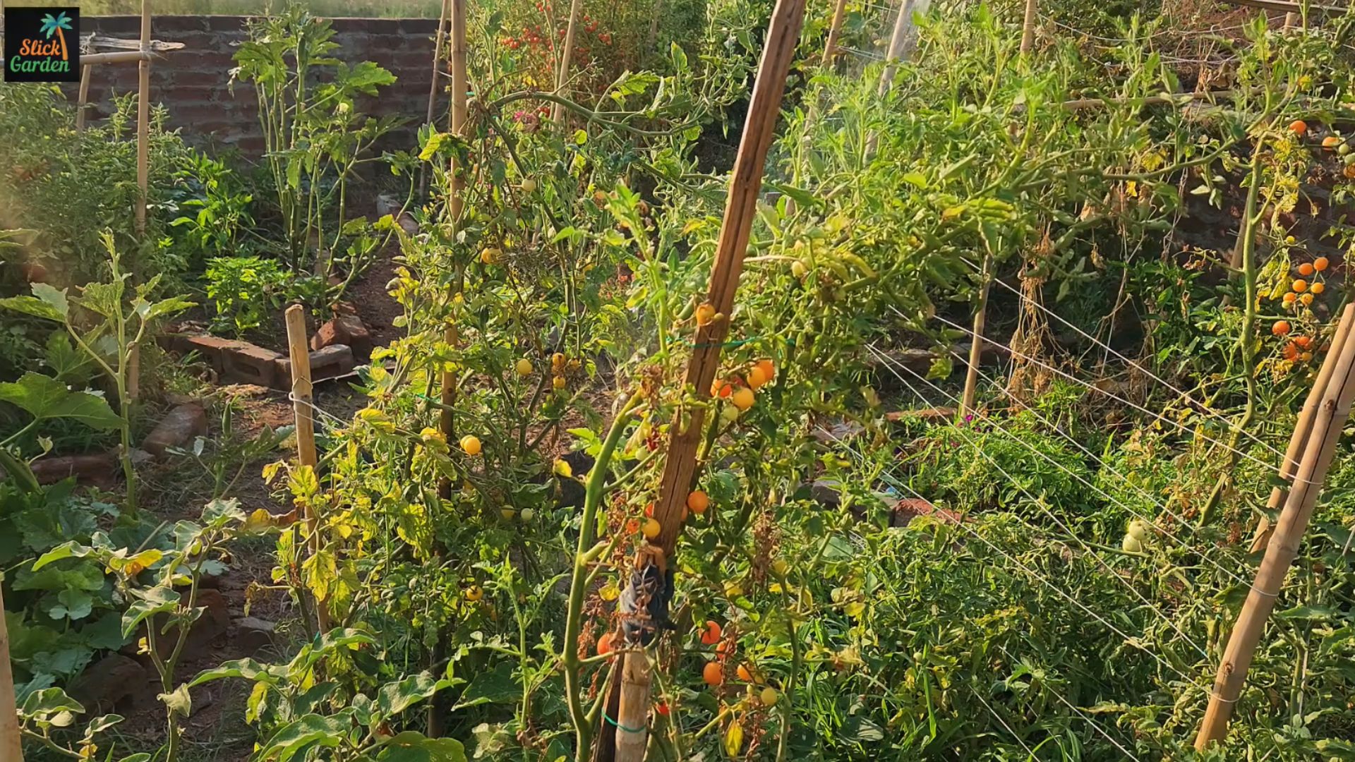 How to treat fungal diseases on vegetables organically