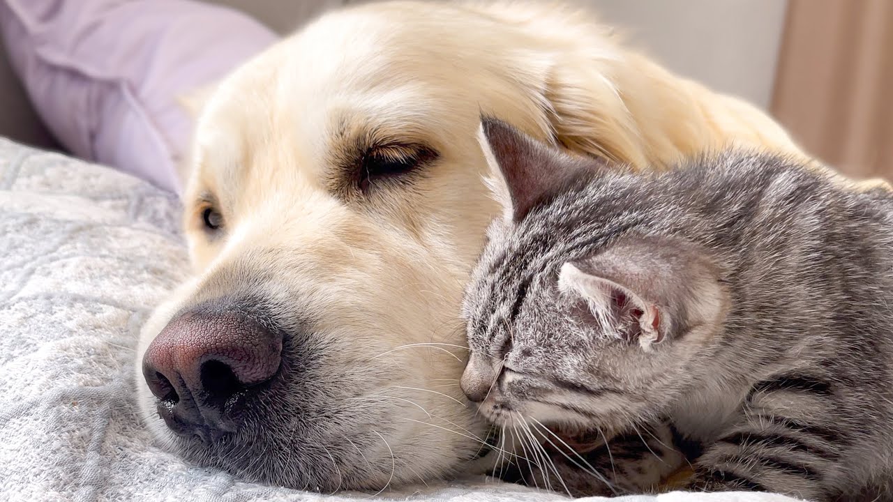 Golden retriever becomes a baby kitten’s safe place