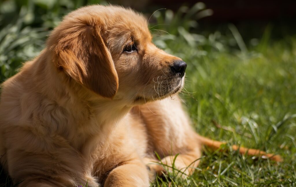 The 15 least aggressive dog breeds