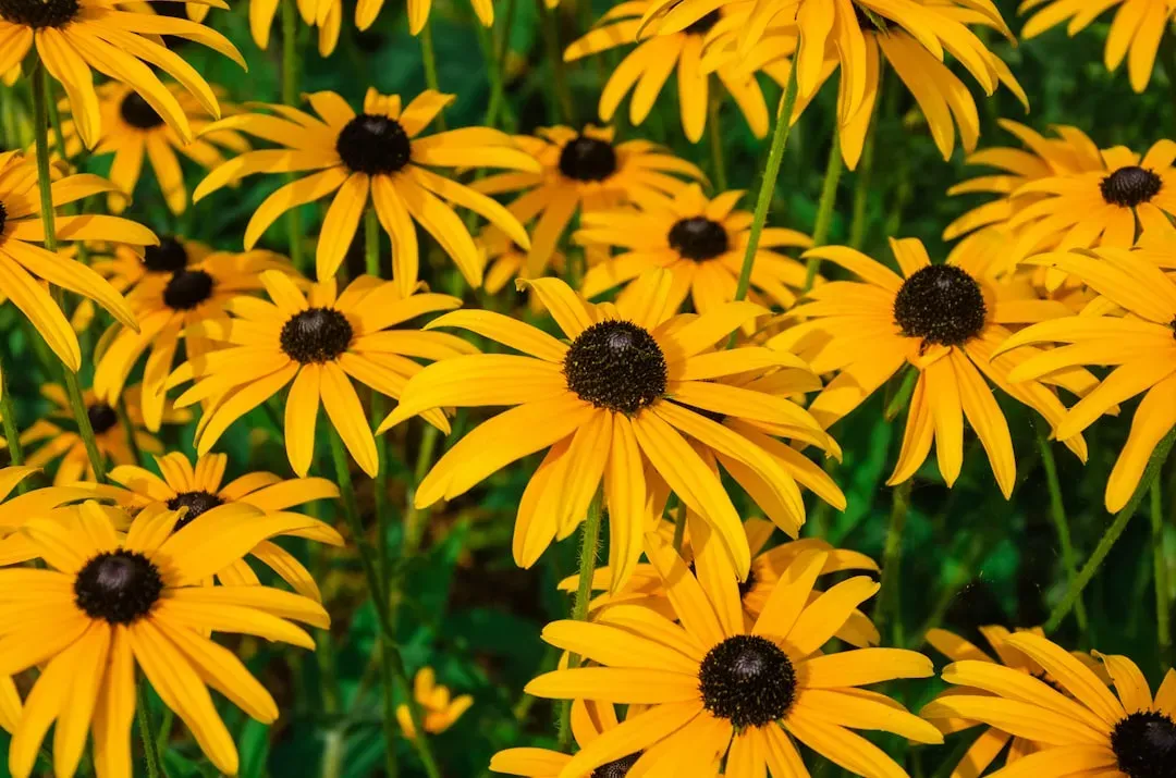 A landscaper's take: 3 plants I'd put in my yard - and 3 I'd never ...