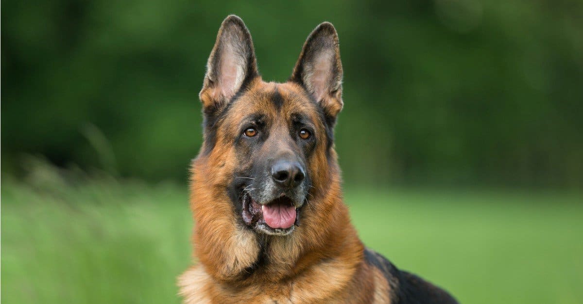 8 intimidating dog breeds that aren’t right for everyone