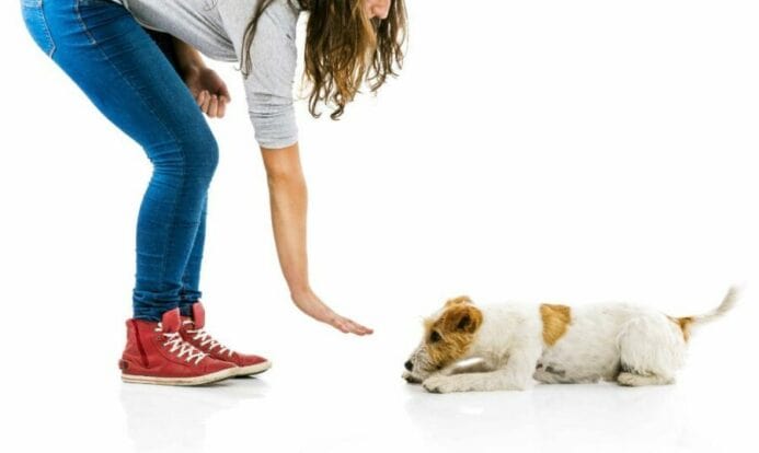 How long does it take to train a puppy? Help your dog master basic skills
