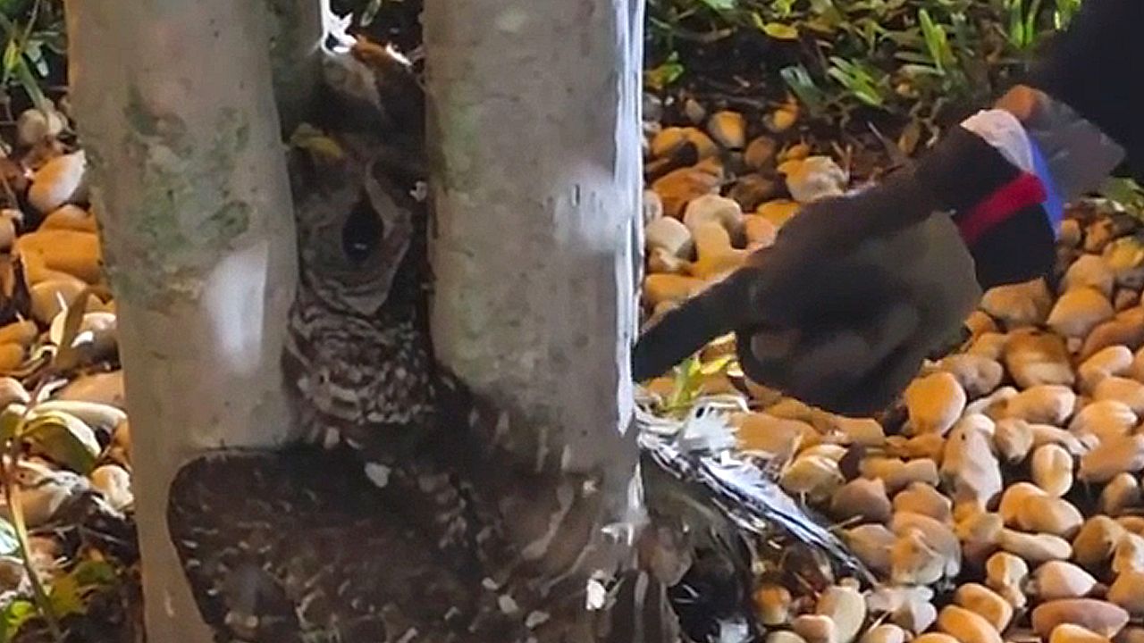 Owl rescued after somehow getting jammed between two tree trunks