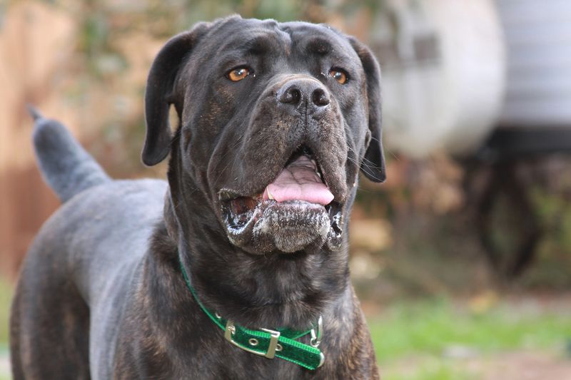 These 12 dog breeds are not for everyone – and many owners learn that ...