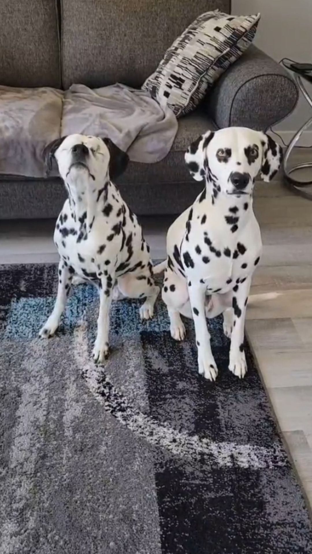 Cute dog moments: Our secret with Morla and Keeley