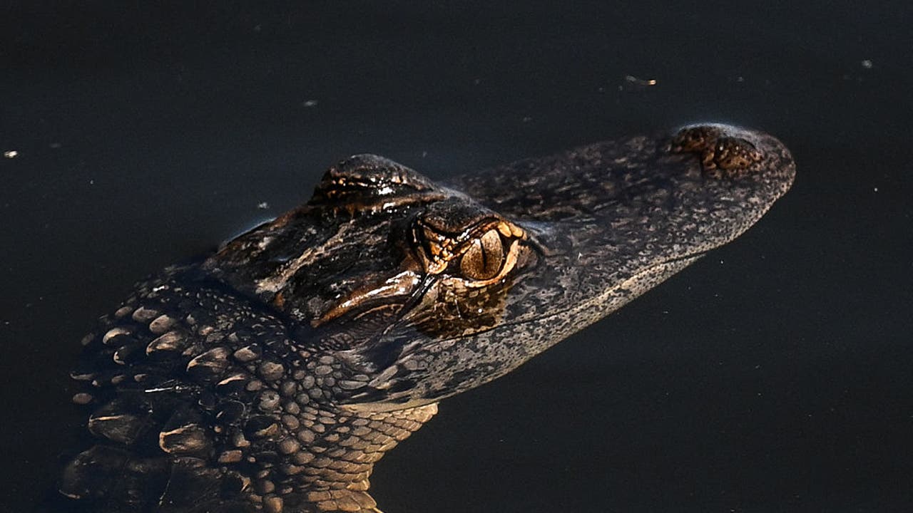Man bitten in the face by alligator at Florida airboat attraction ...
