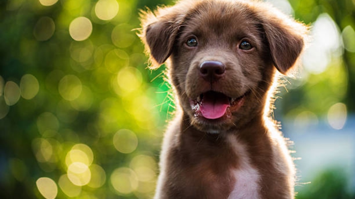 If you have a dog, these are the life-changing lessons experts want you ...