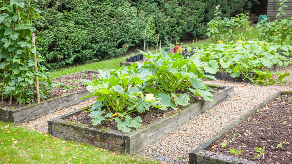 7 vegetables you can still start from seed in June