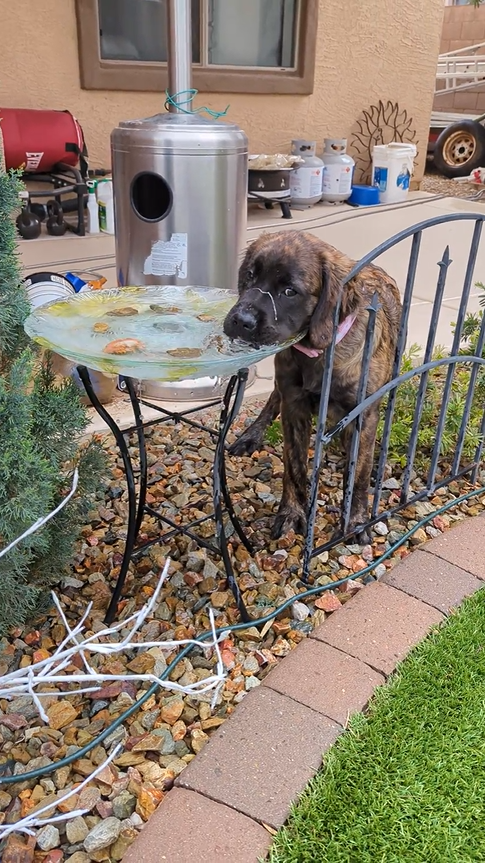 Dog channels inner bird while drinking from bowl