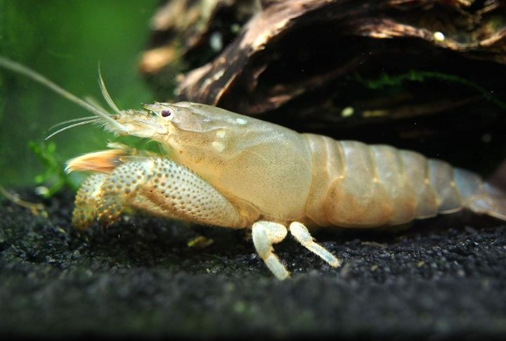 10 top aquarium pets that aren't fish