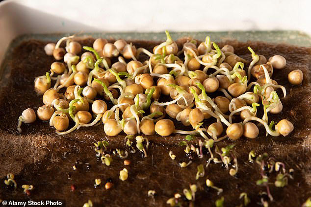 The legume hailed as a 'superfood'... its protein and vitamins promote ...