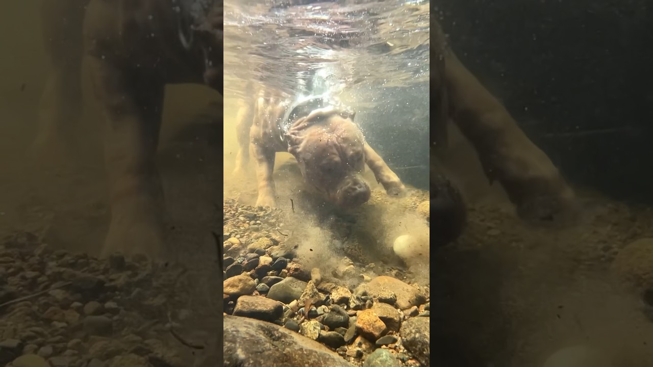 A pitbull retrieves a ball underwater with ease