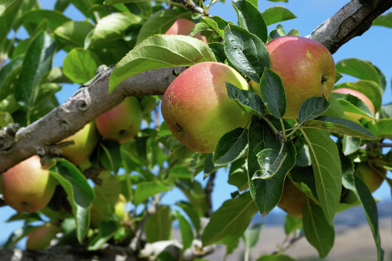 Calif. farmers bulldoze acres of apple trees after Martinelli's ends ...