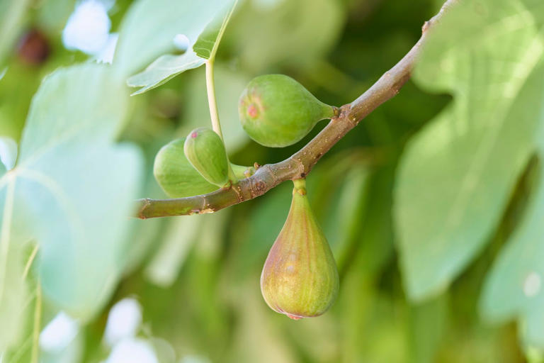 How to grow a fig tree in your garden for bigger harvests and sweeter fruit