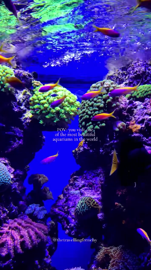 Discover the magic of Monaco’s legendary oceanographic museum