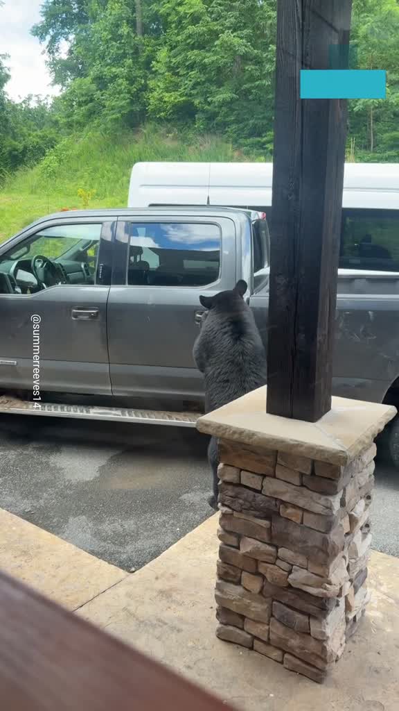 Tennessee tourists shocked as bear enters and gets trapped inside car