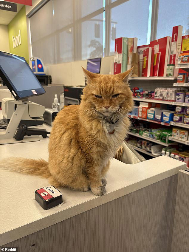 Outcry after CVS bosses ban cat called Nutmeg from 'retiring' in ...