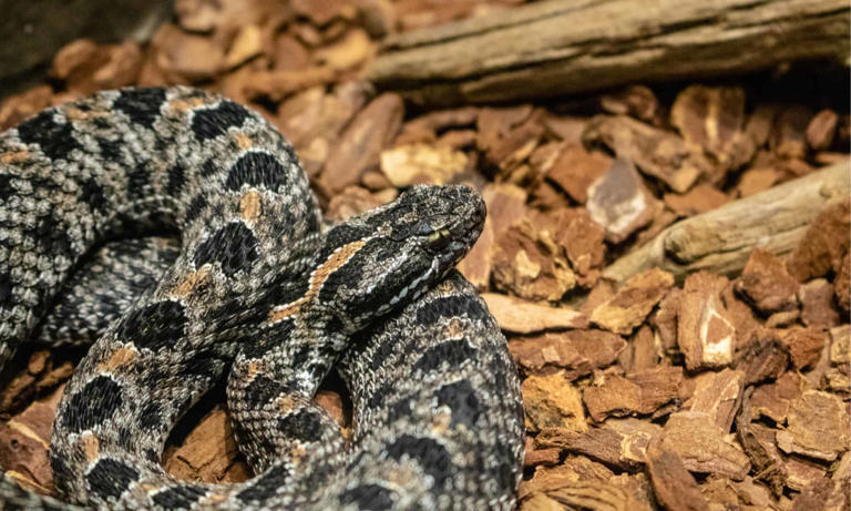 A fungus with a 40% kill rate is spreading through snake dens