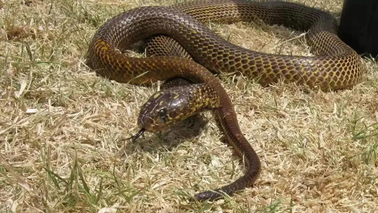 Most dangerous snakes found in South Africa: Black mamba, Cape cobra ...
