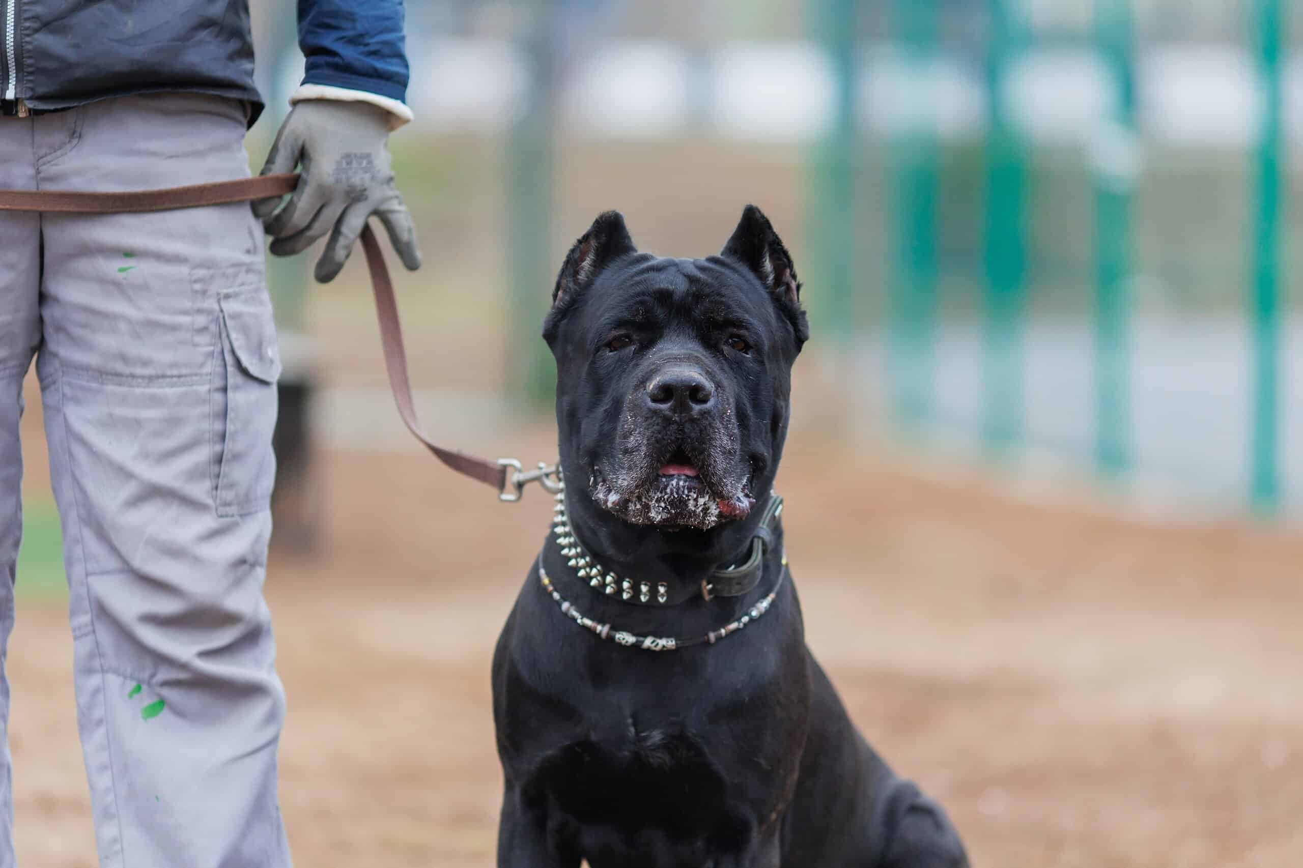 8 intimidating dog breeds that aren’t right for everyone