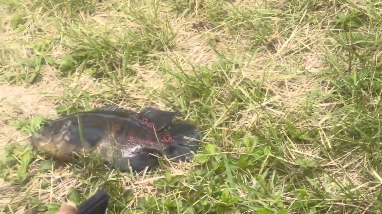Big peacock bass attacks lure in clear water
