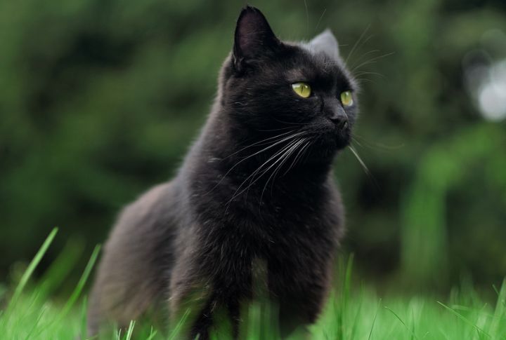 10 incredible qualities that make black cats stand out