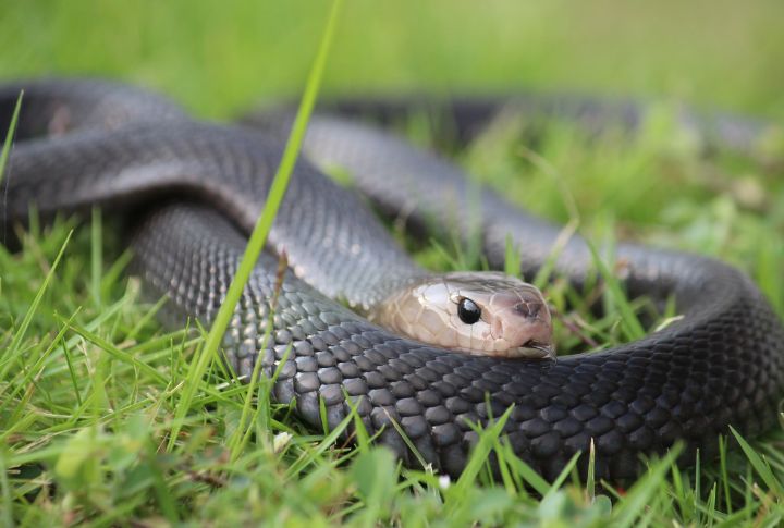 10 things that roll out the welcome mat for snakes