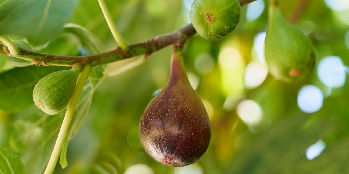 How to grow a fig tree in your garden for bigger harvests and sweeter fruit