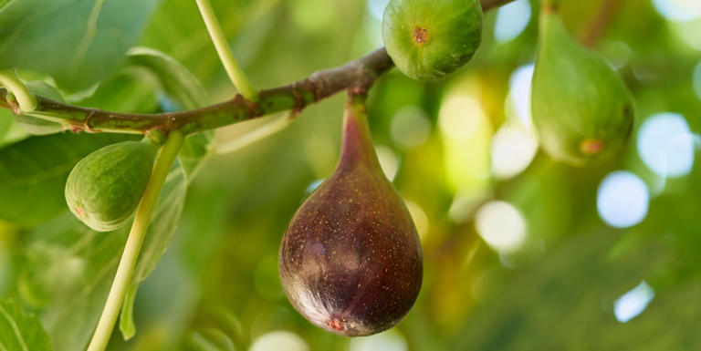 How to grow a fig tree in your garden for bigger harvests and sweeter fruit