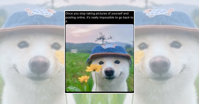 'You deserve this little treat': 23 heartwarming animal memes for ...