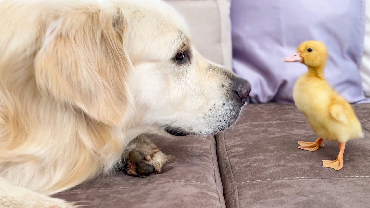 Can a golden retriever befriend a baby duckling?