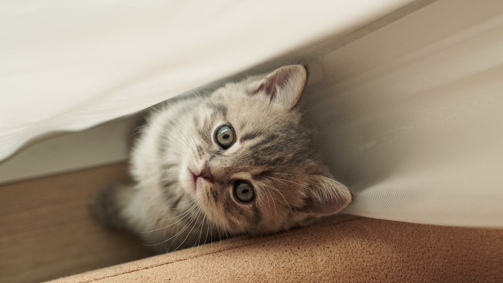 How to safely channel your kitten’s wild climbing habits