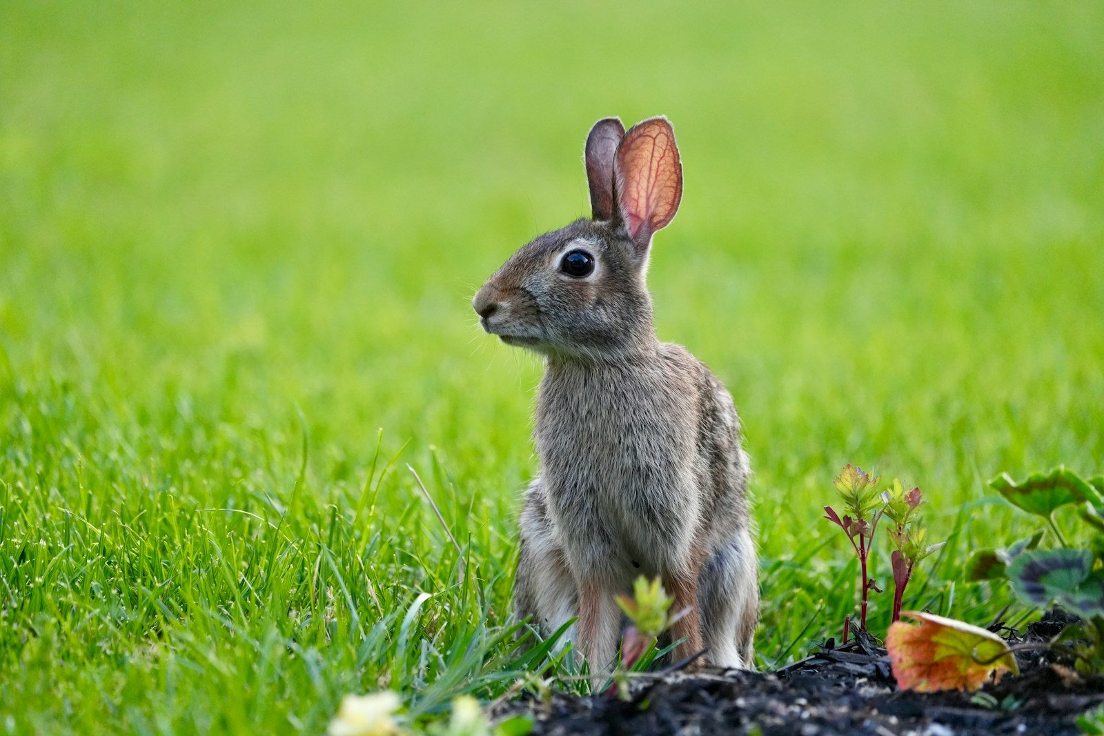 9 easy rabbit-proofing hacks you’ll wish you tried sooner