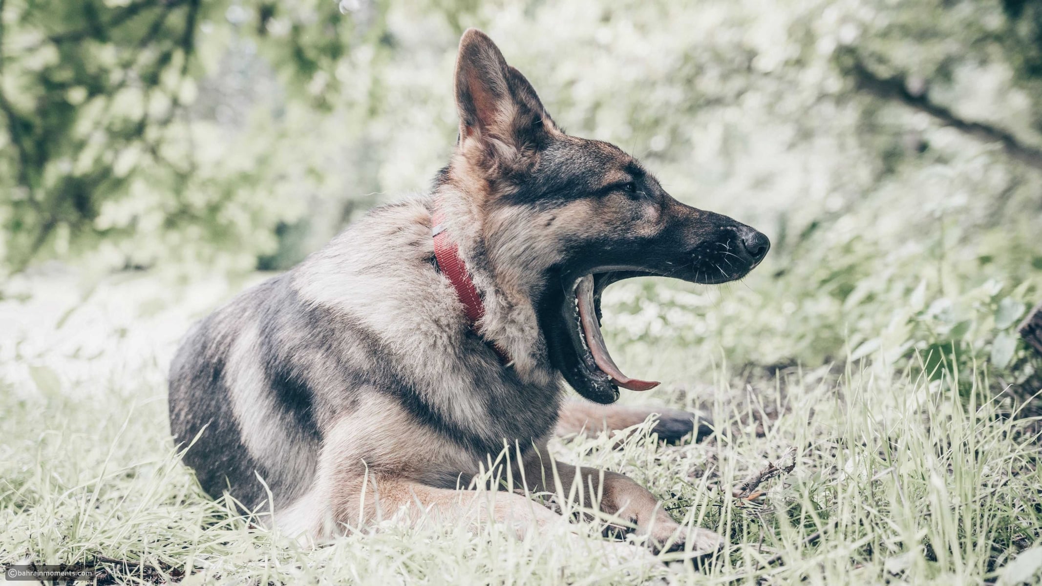 14 gentle dogs at home, fierce guardians outside