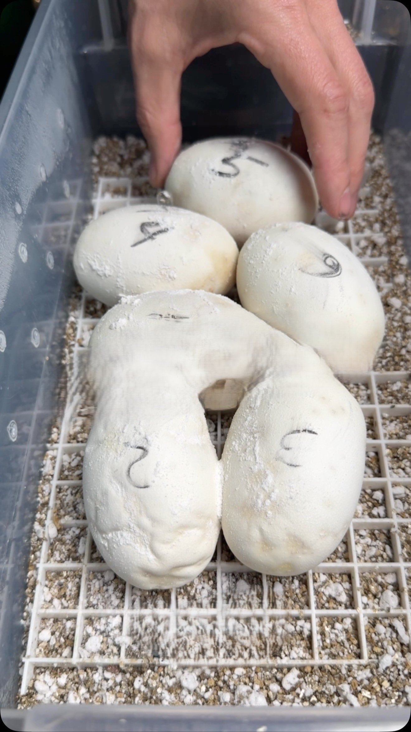 Pewter clutch: Day 20 of incubation