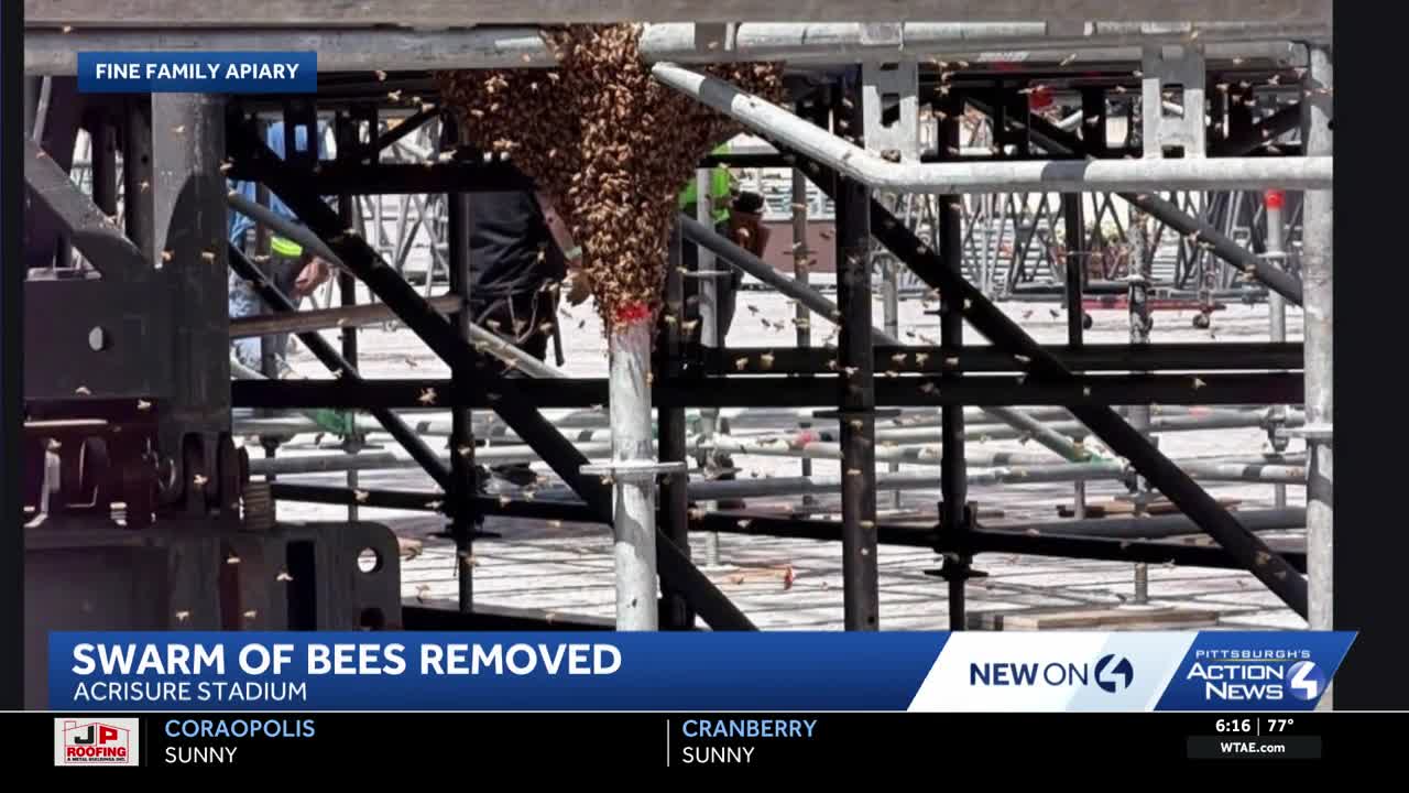 Bees swarm removed from Acrisure Stadium stage scaffolding ahead of ...