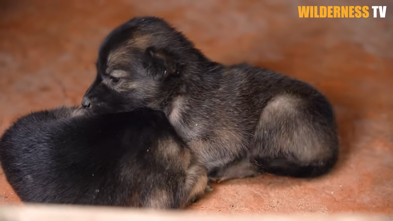 Nobody wanted these puppies - so I built them a love house