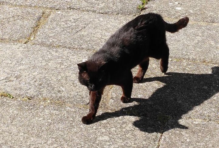 10 incredible qualities that make black cats stand out