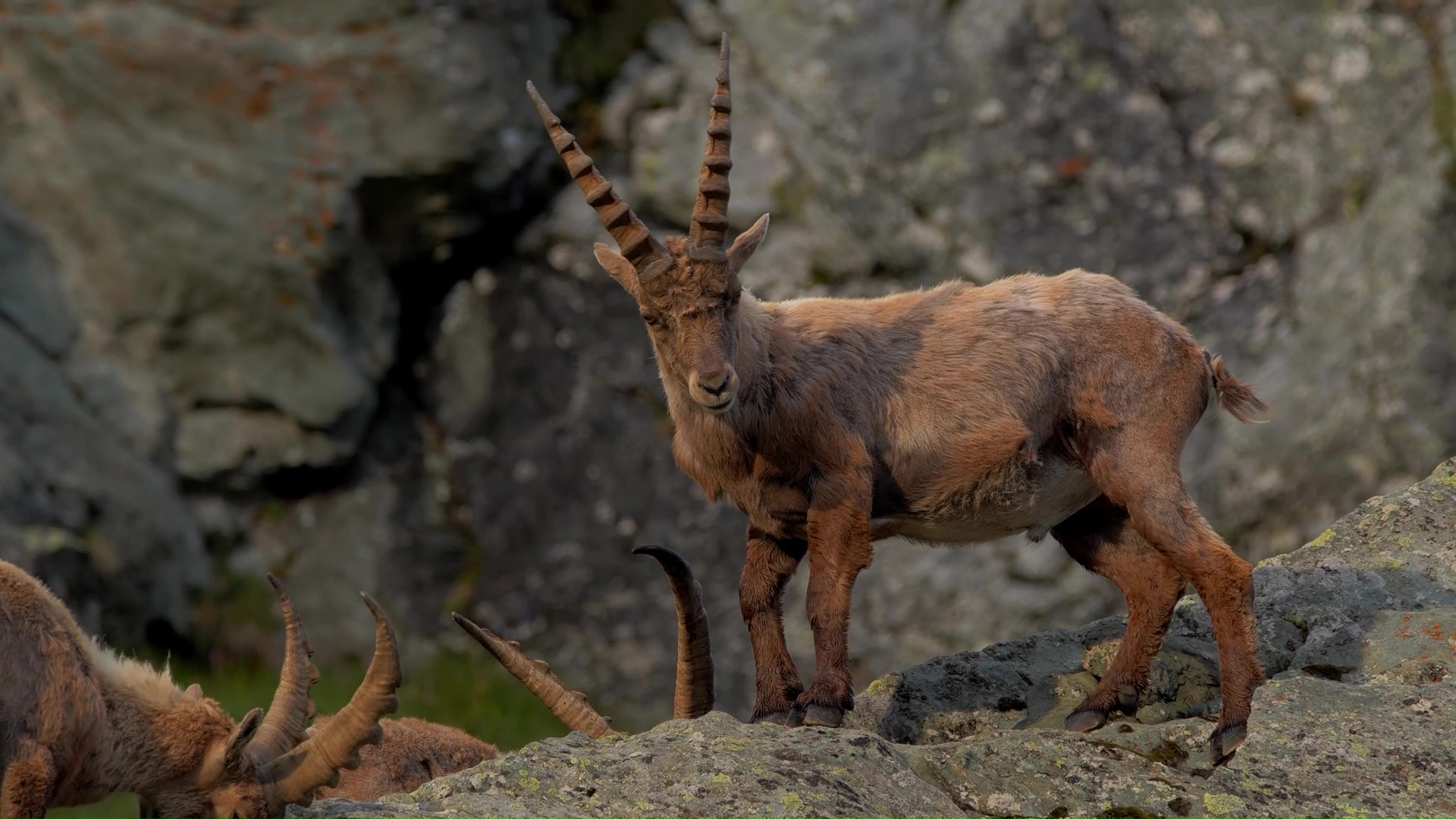 I saw an alpine ibex standing watch above the herd