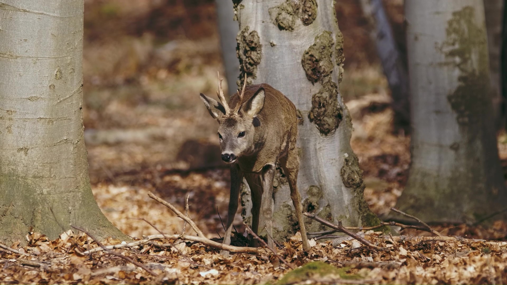 Calm deer carefully scanning for predators around it