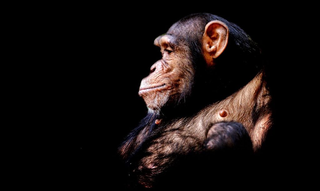What happens when a chimpanzee snaps