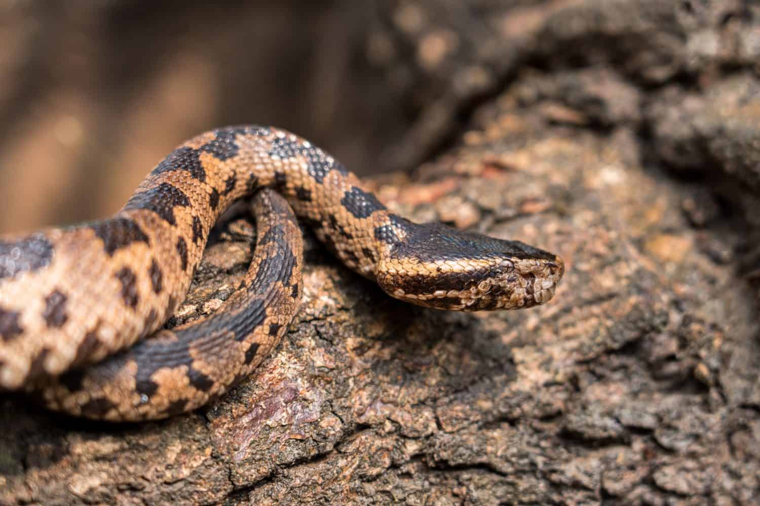 DNA Uncovers 5 Species Hiding in 1 Himalayan Pit Viper Name
