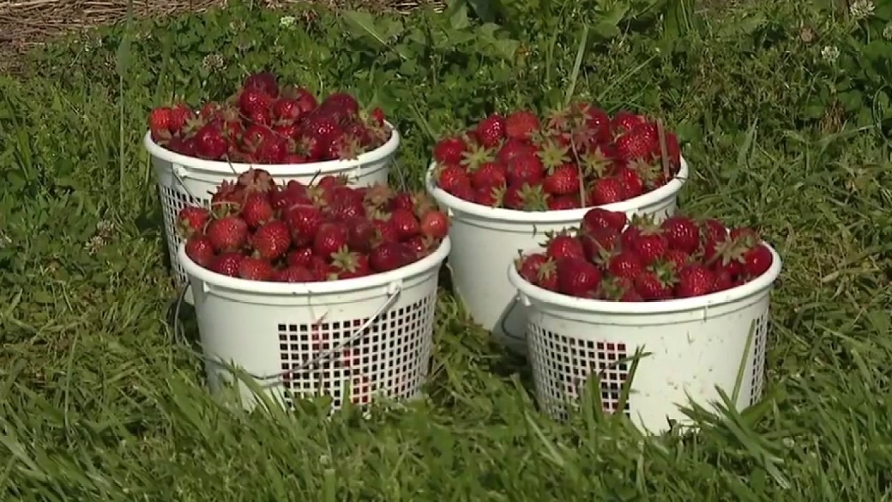 Johnson’s Farm kicks off strawberry festival with U-Pick berries and ...