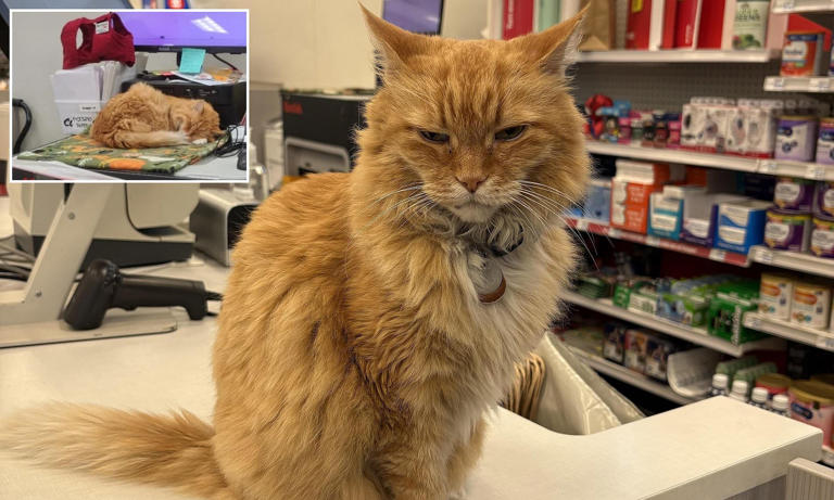 Outcry after CVS bosses ban cat called Nutmeg from 'retiring' in ...