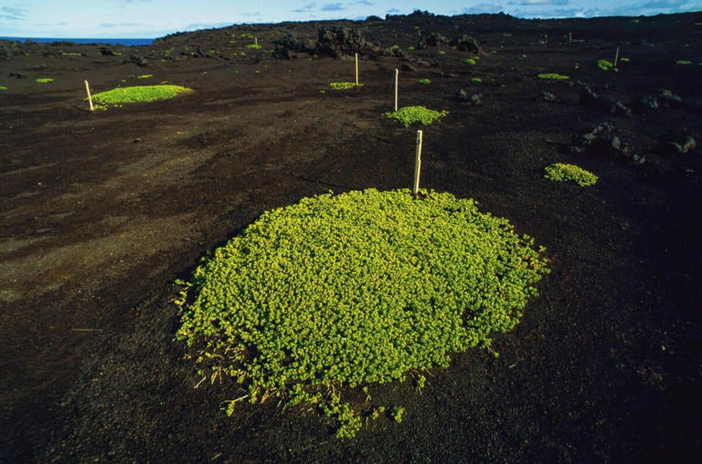 A volcanic island born from fire stayed nearly untouched since 1963 and ...