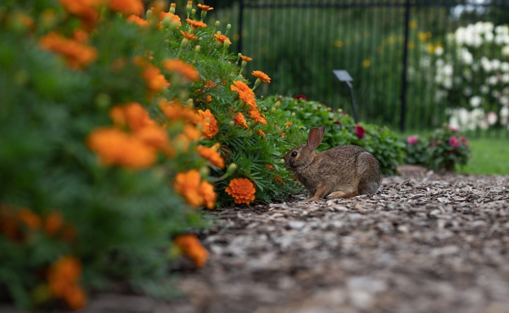 9 easy rabbit-proofing hacks you’ll wish you tried sooner