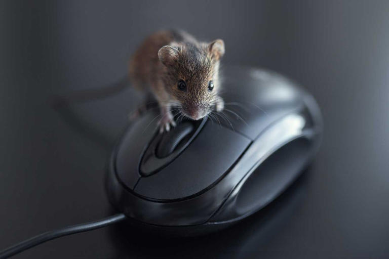 Rat swarm 'falling out of ceilings' and 'terrorizing' employees at IRS ...