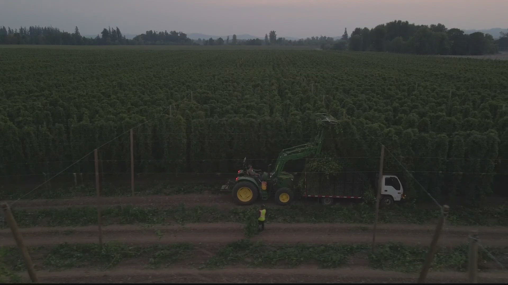 Bad for beer? Warm spring has Oregon hops farmers worried for summer crop