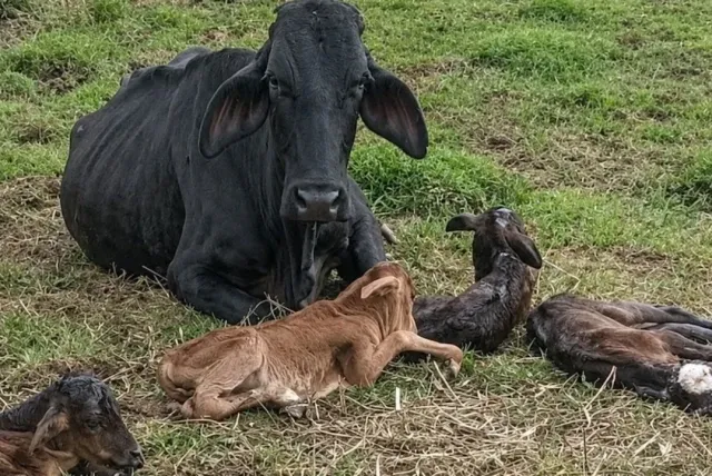 Alicia, la vaca que tuvo cuatrillizos en un parto que desafía las ...